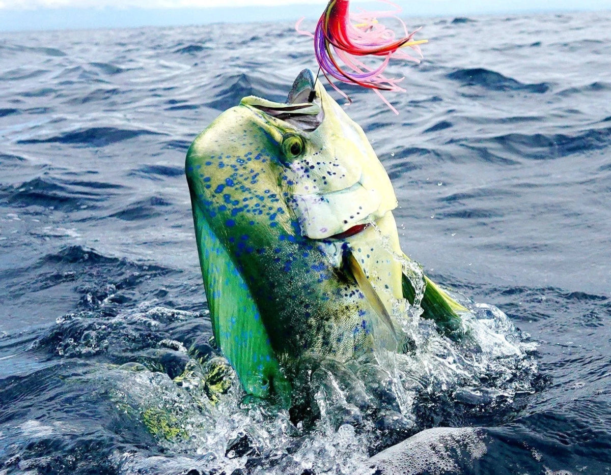 DANCIN' DOLPHIN – Tactical Tackle